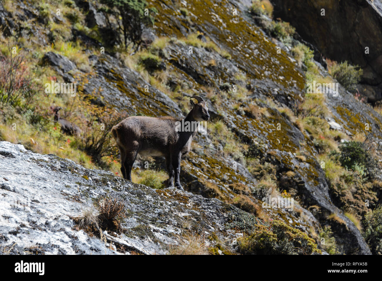 Himalayan musk deer hi-res stock photography and images - Alamy
