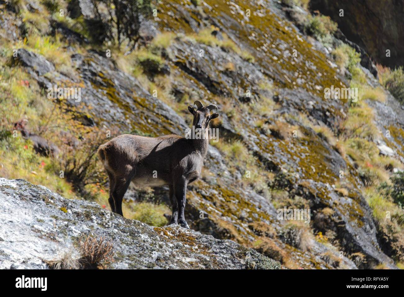 Himalayan musk deer hi-res stock photography and images - Alamy