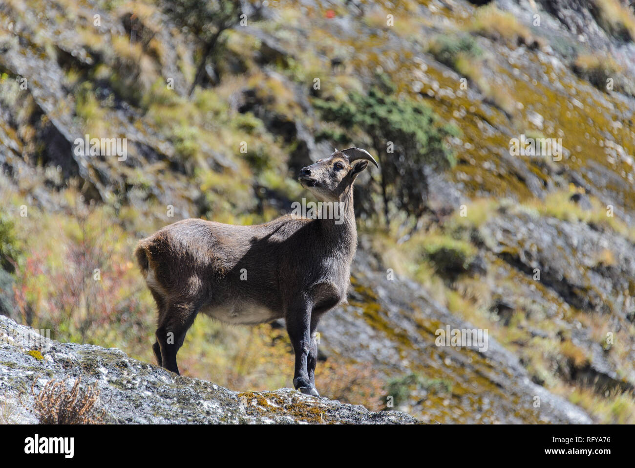 Himalayan musk deer hi-res stock photography and images - Alamy