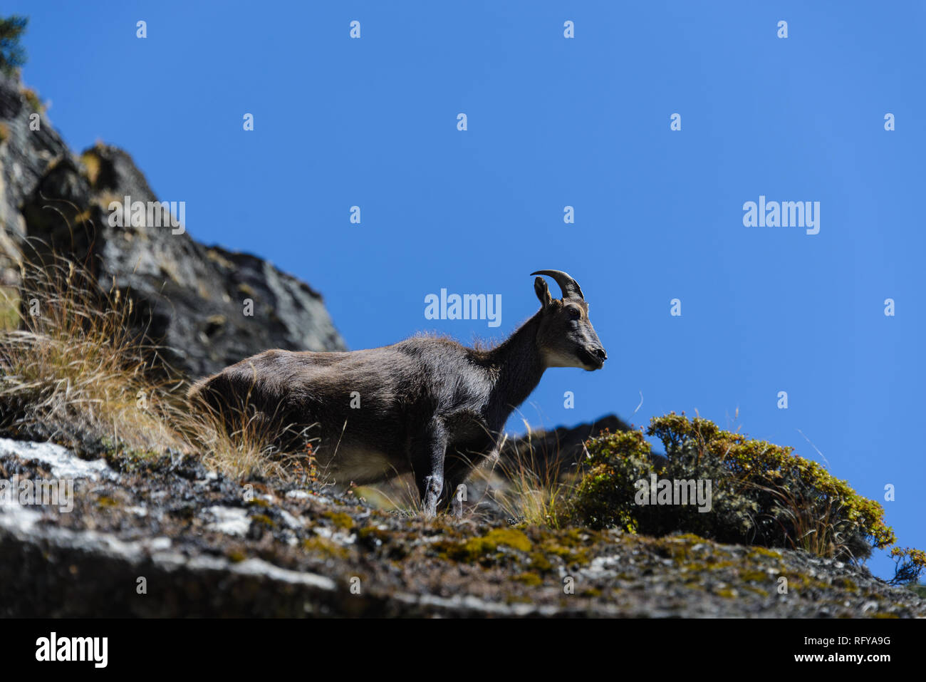 Himalayan musk deer hi-res stock photography and images - Alamy