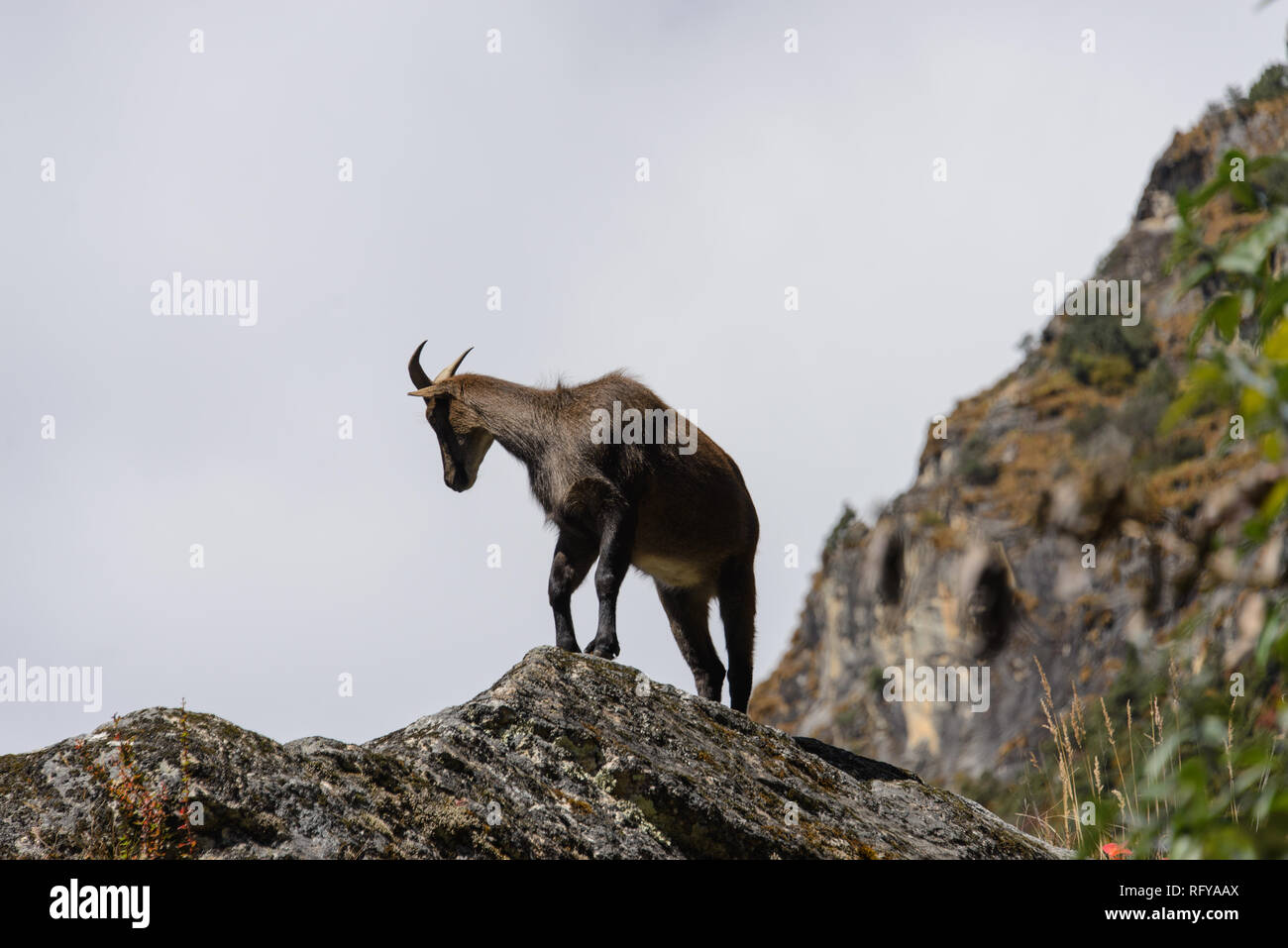 Himalayan musk deer hi-res stock photography and images - Alamy