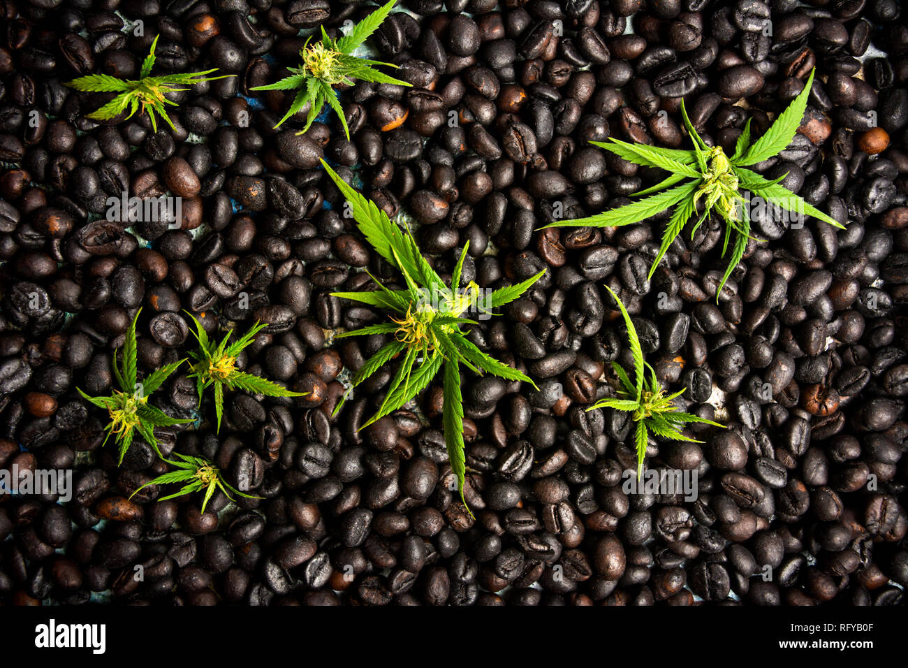 Coffee beans with marijuana leaves background top view Stock Photo - Alamy