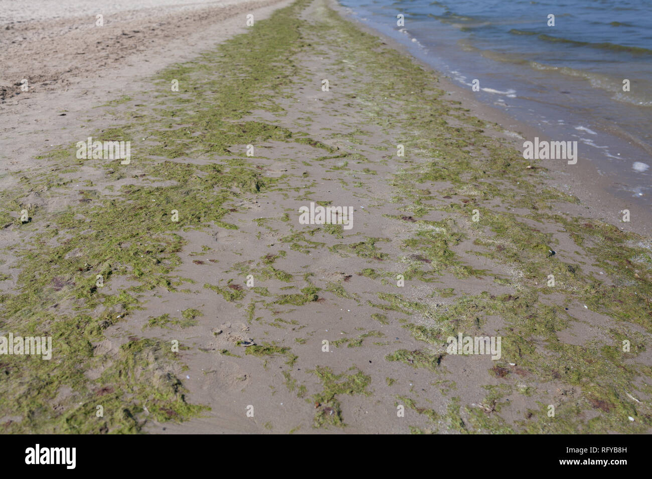 Green Algae,consisting of the Chlorophyta and Charophyta, on the beach ...