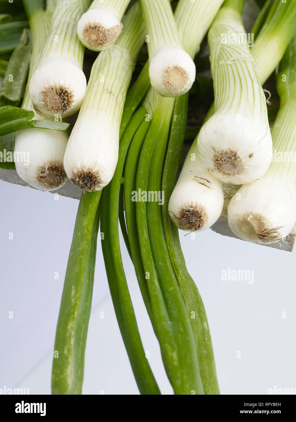 Scallion species hi-res stock photography and images - Alamy