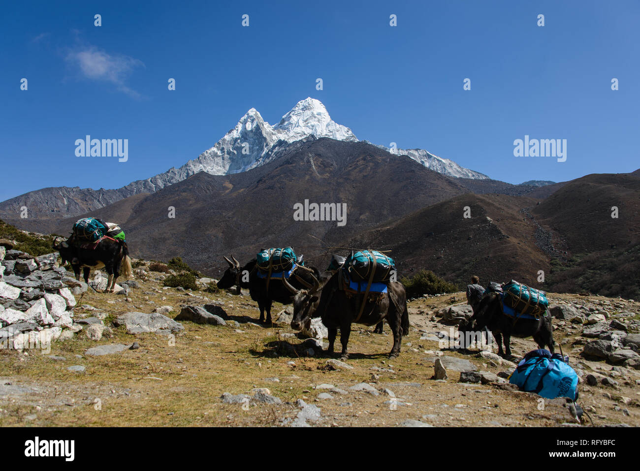 Yak in Nepal Stock Photo - Alamy