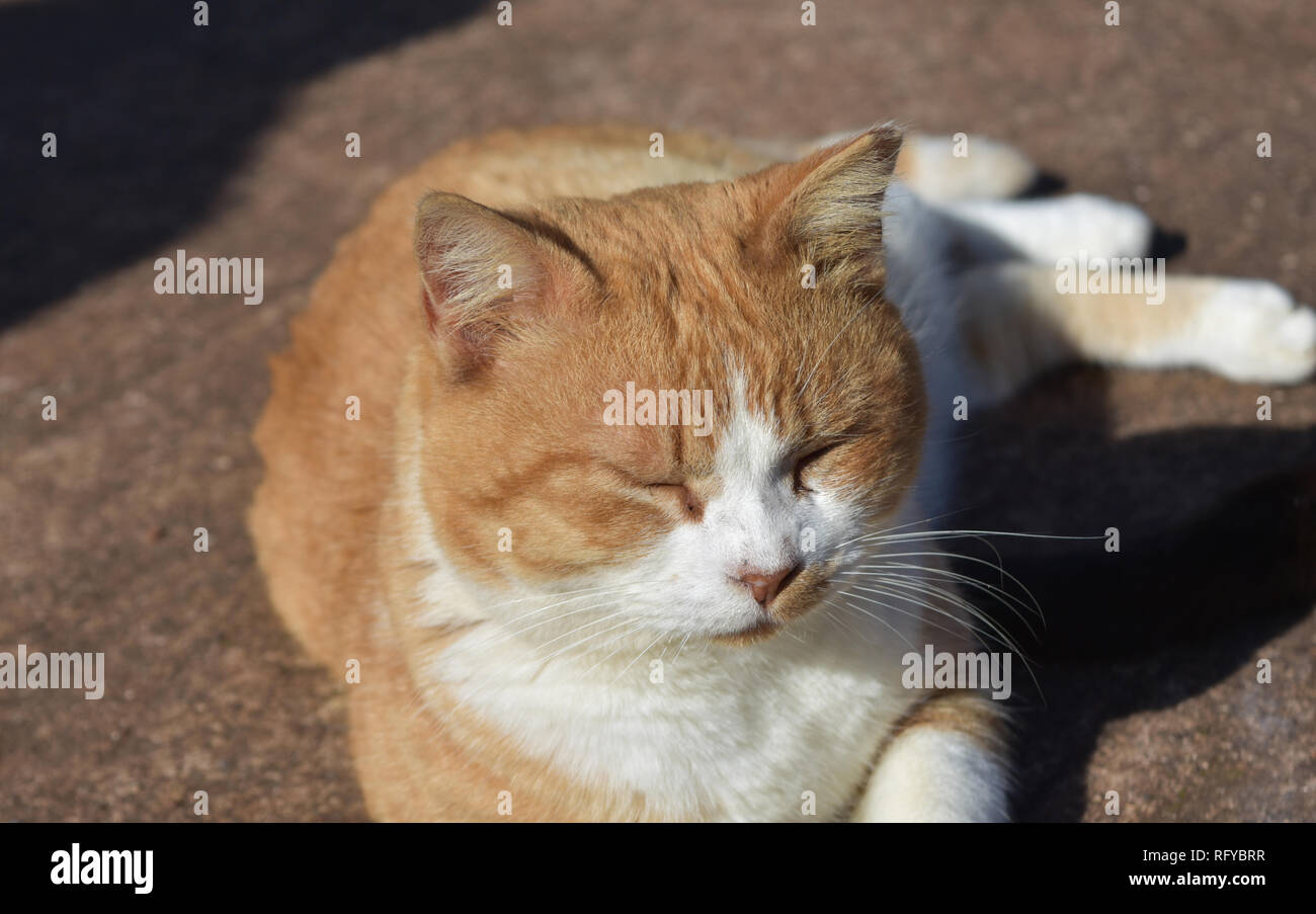 Round faced tan and white tabby cat resting in the sunlight Stock Photo ...