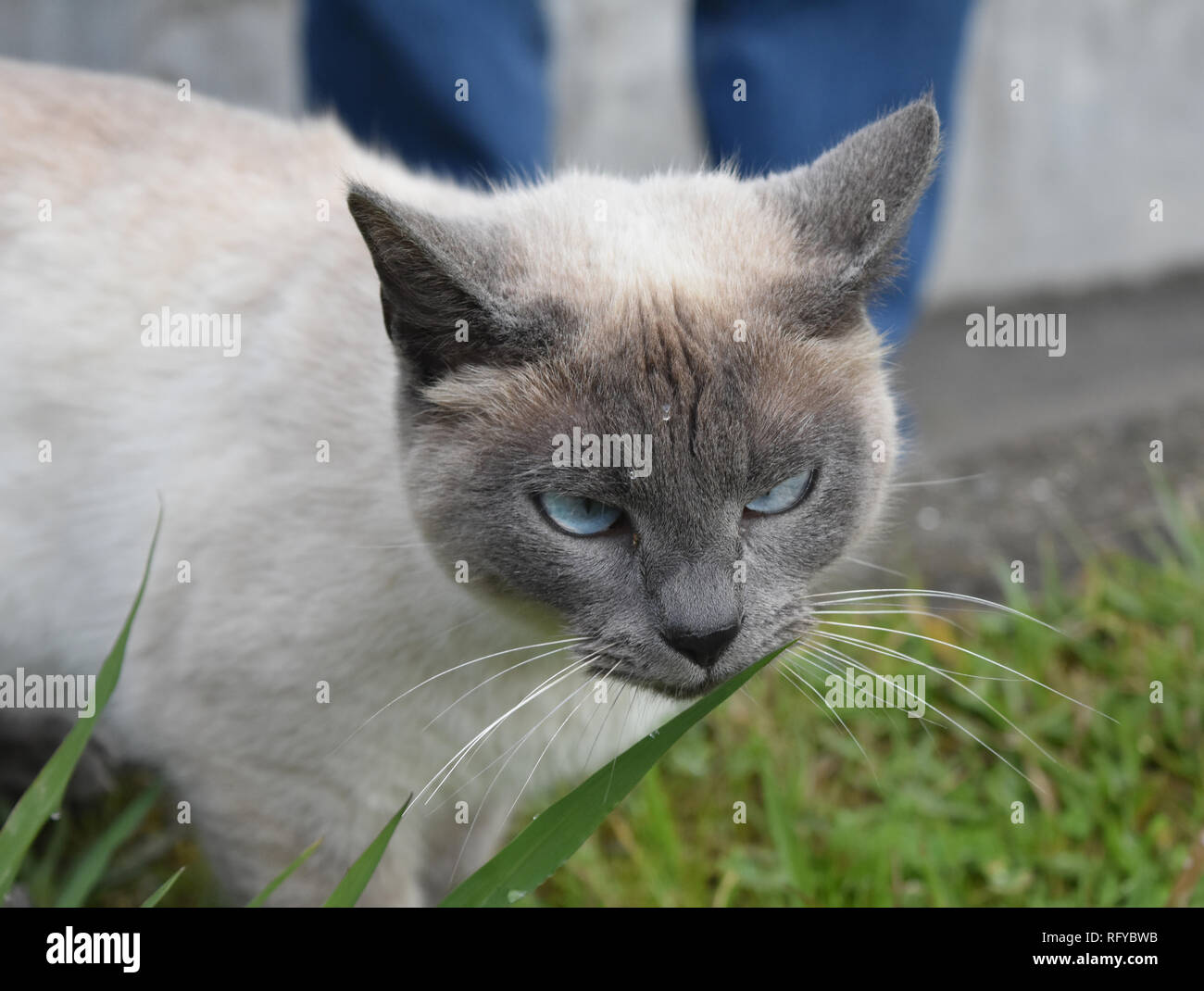 Very pretty pale blue eyes on the face of a friendly siamese cat Stock ...