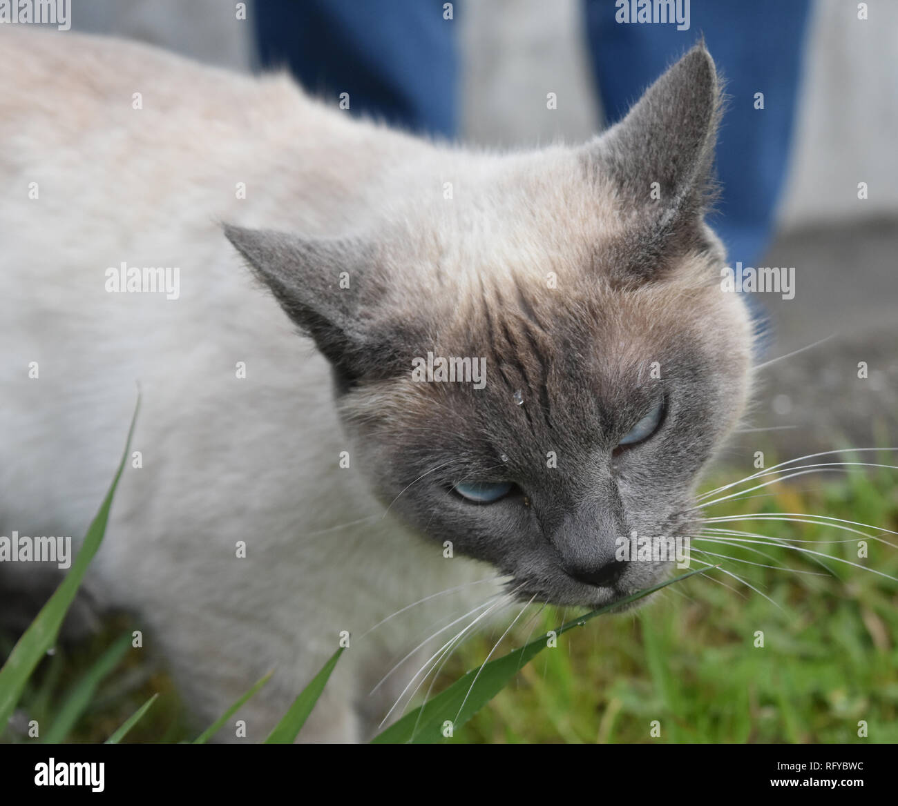 Sweet siamese cat about to eat a blade of green grass Stock Photo - Alamy