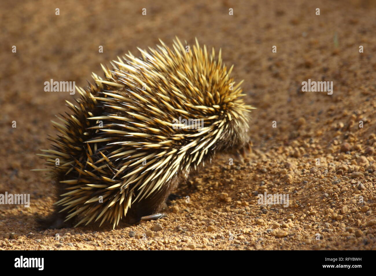 Ant hedgehog hi-res stock photography and images - Alamy