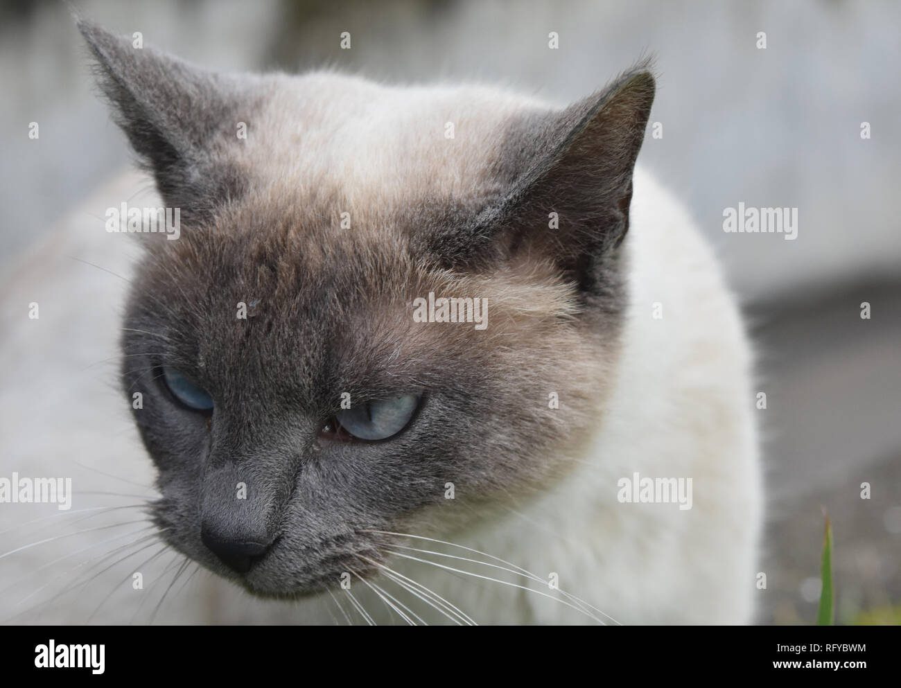 Cream and gray short haired siamese cat with blue eyes Stock Photo - Alamy
