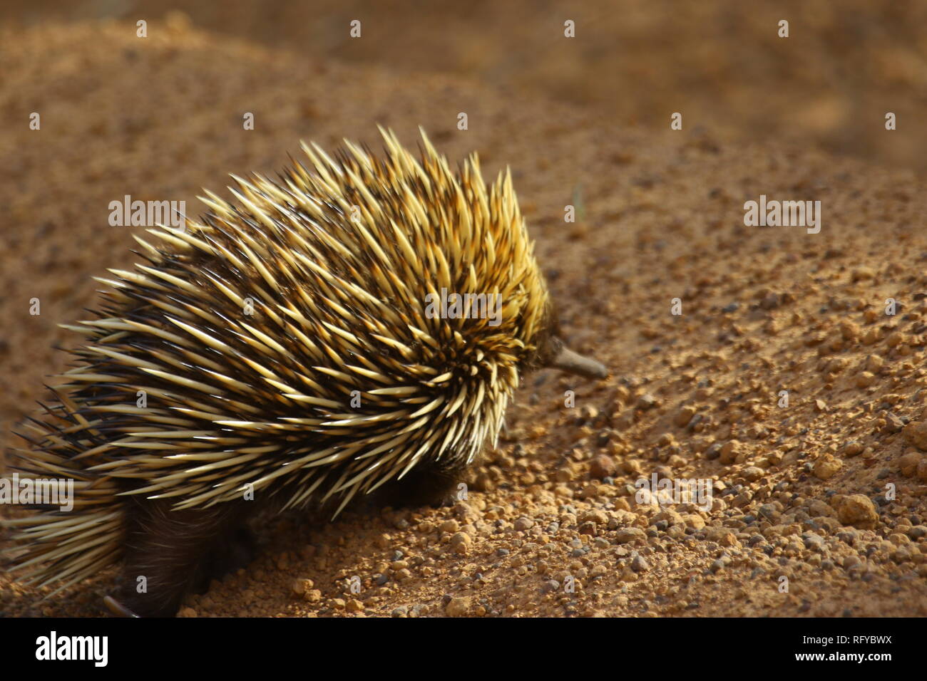 Ant Hedgehog High Resolution Stock Photography and Images - Alamy
