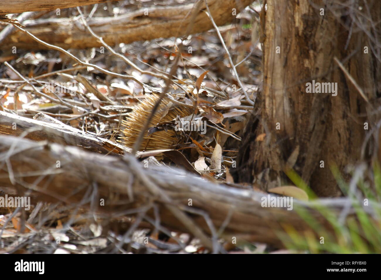Pretty Hedgehog High Resolution Stock Photography and Images - Alamy