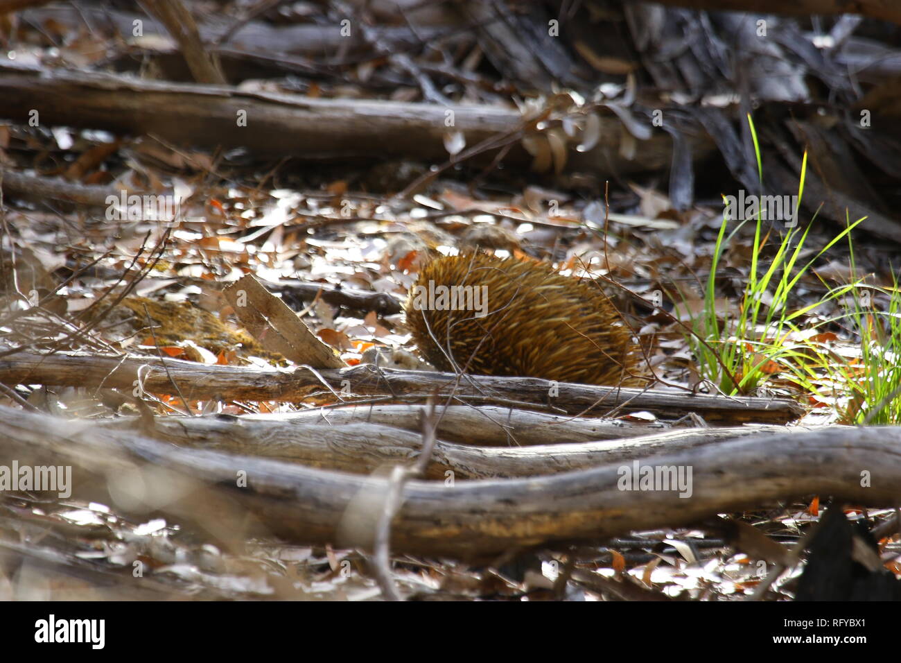 Ant Hedgehog High Resolution Stock Photography and Images - Alamy