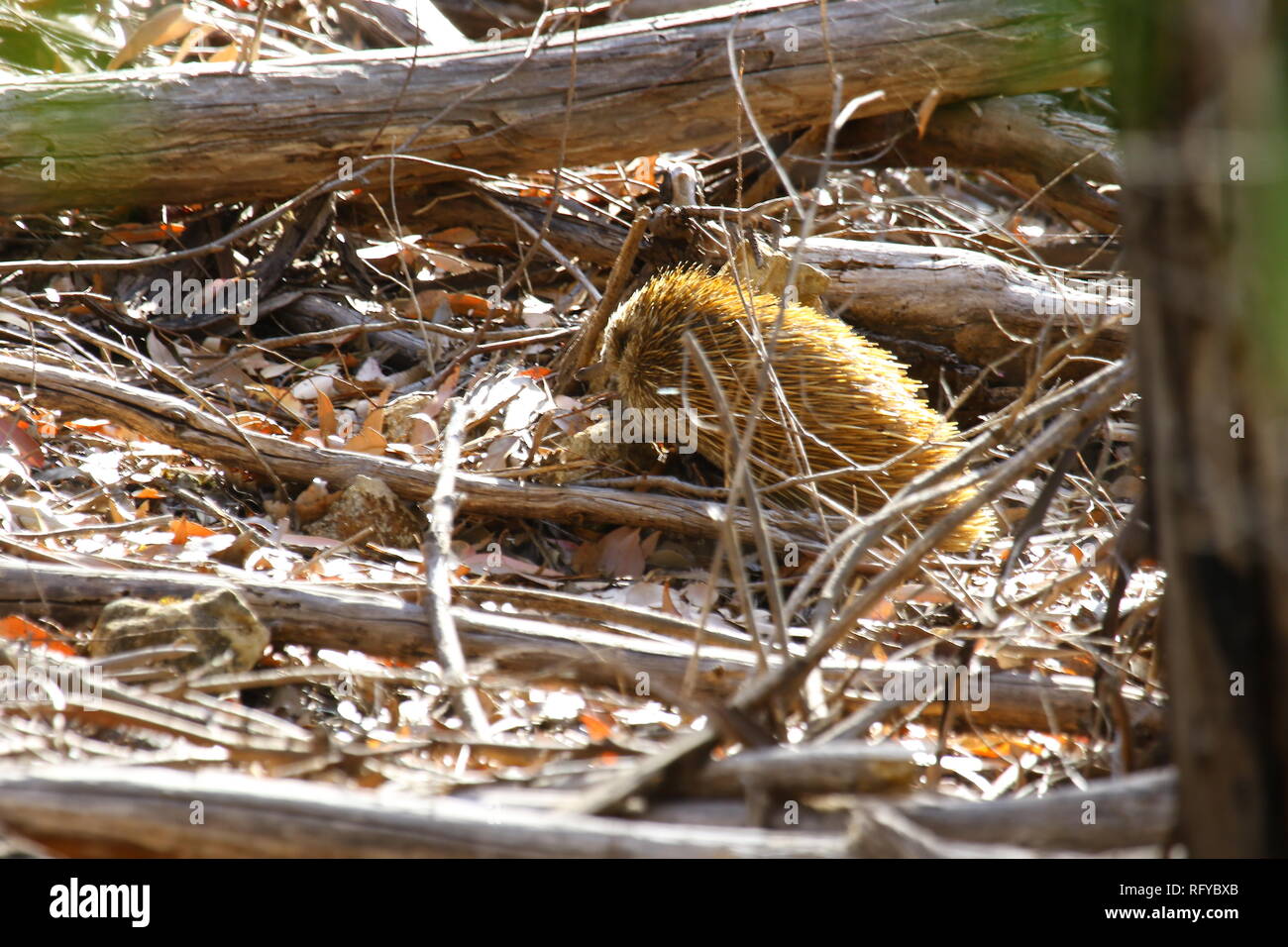 Pretty hedgehog hi-res stock photography and images - Alamy
