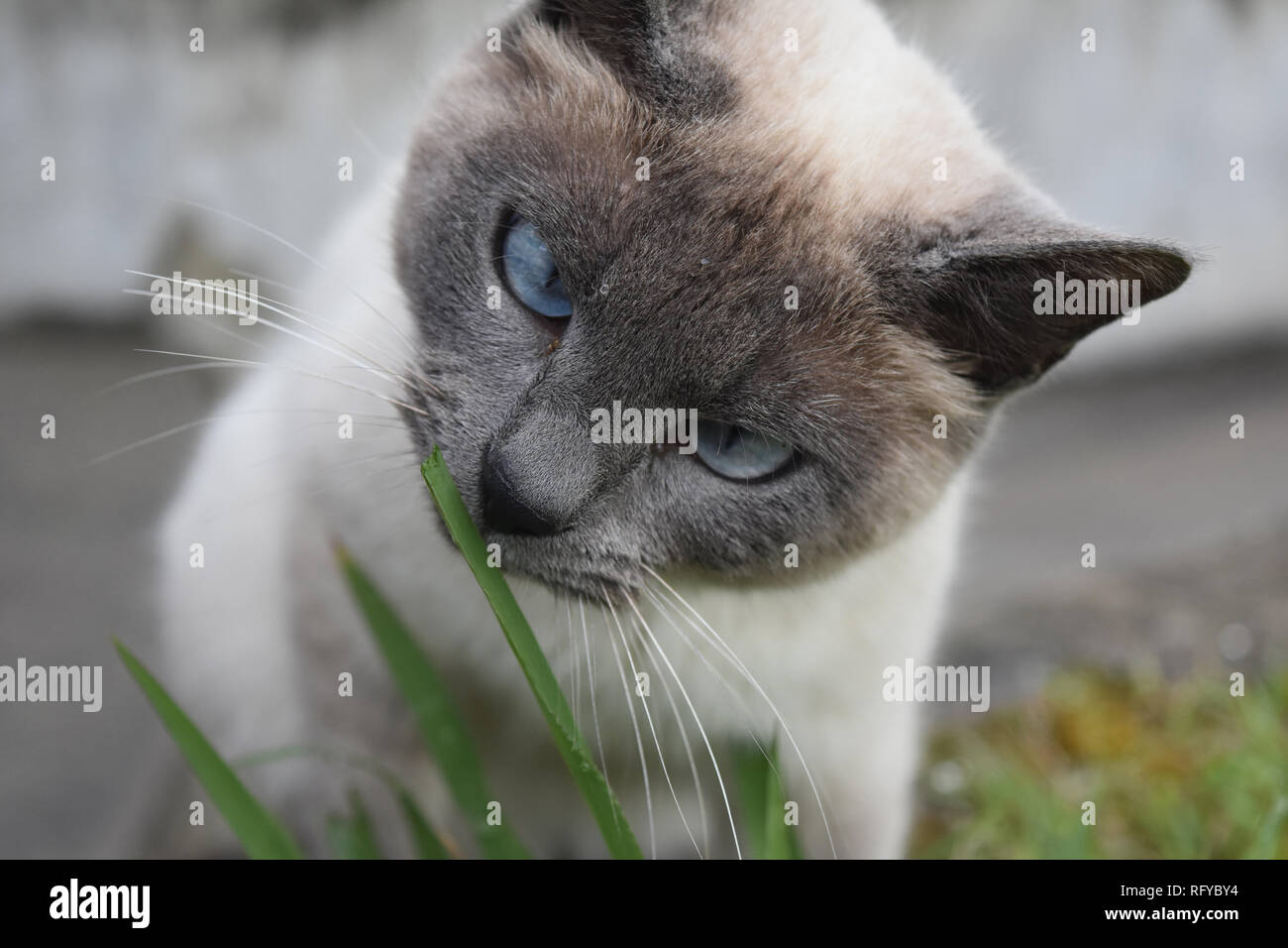 Stunning Siamese cat eating blades of green grass Stock Photo - Alamy