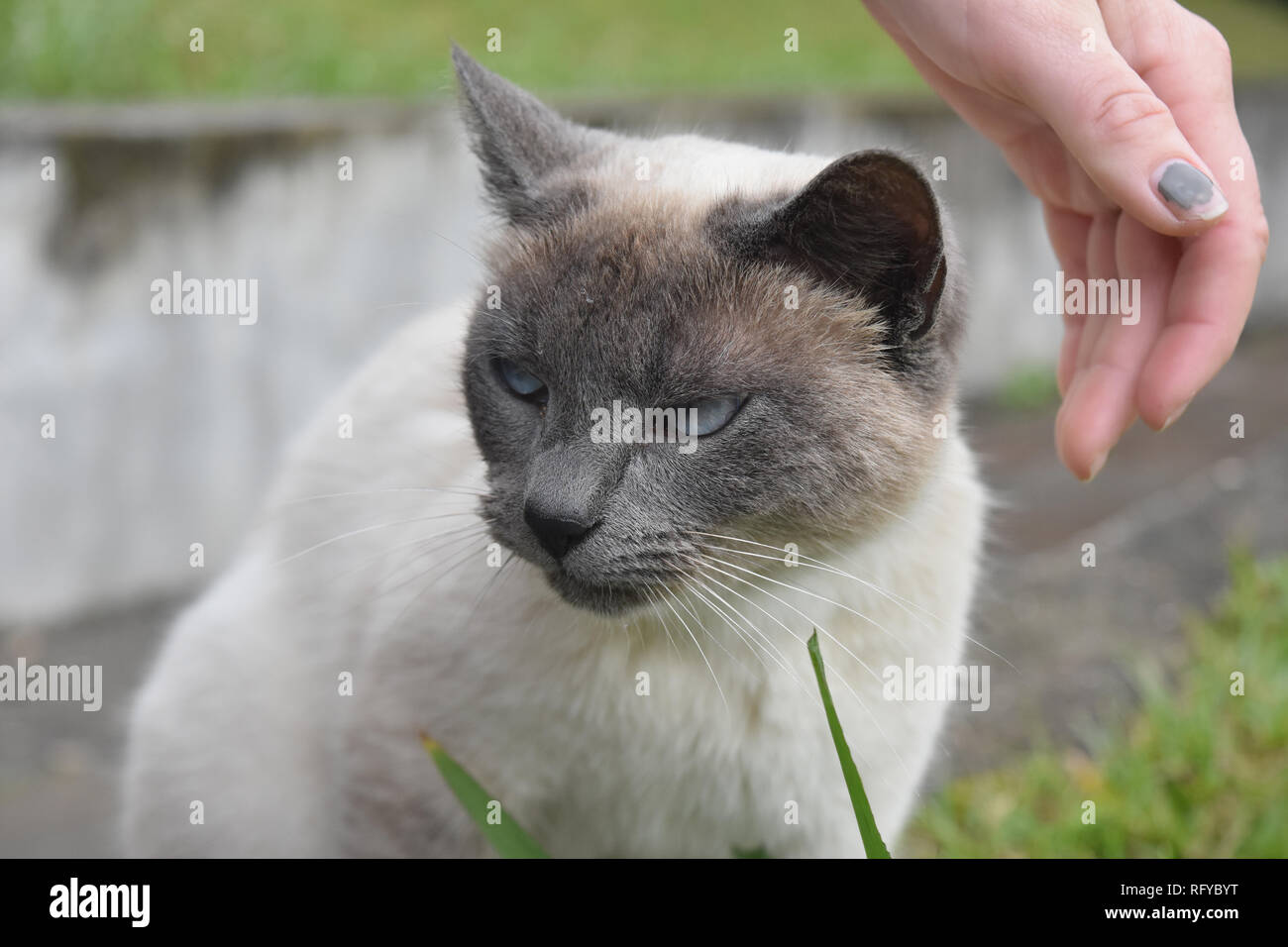 Woman's hand reaching down to pat a siamese cat Stock Photo - Alamy