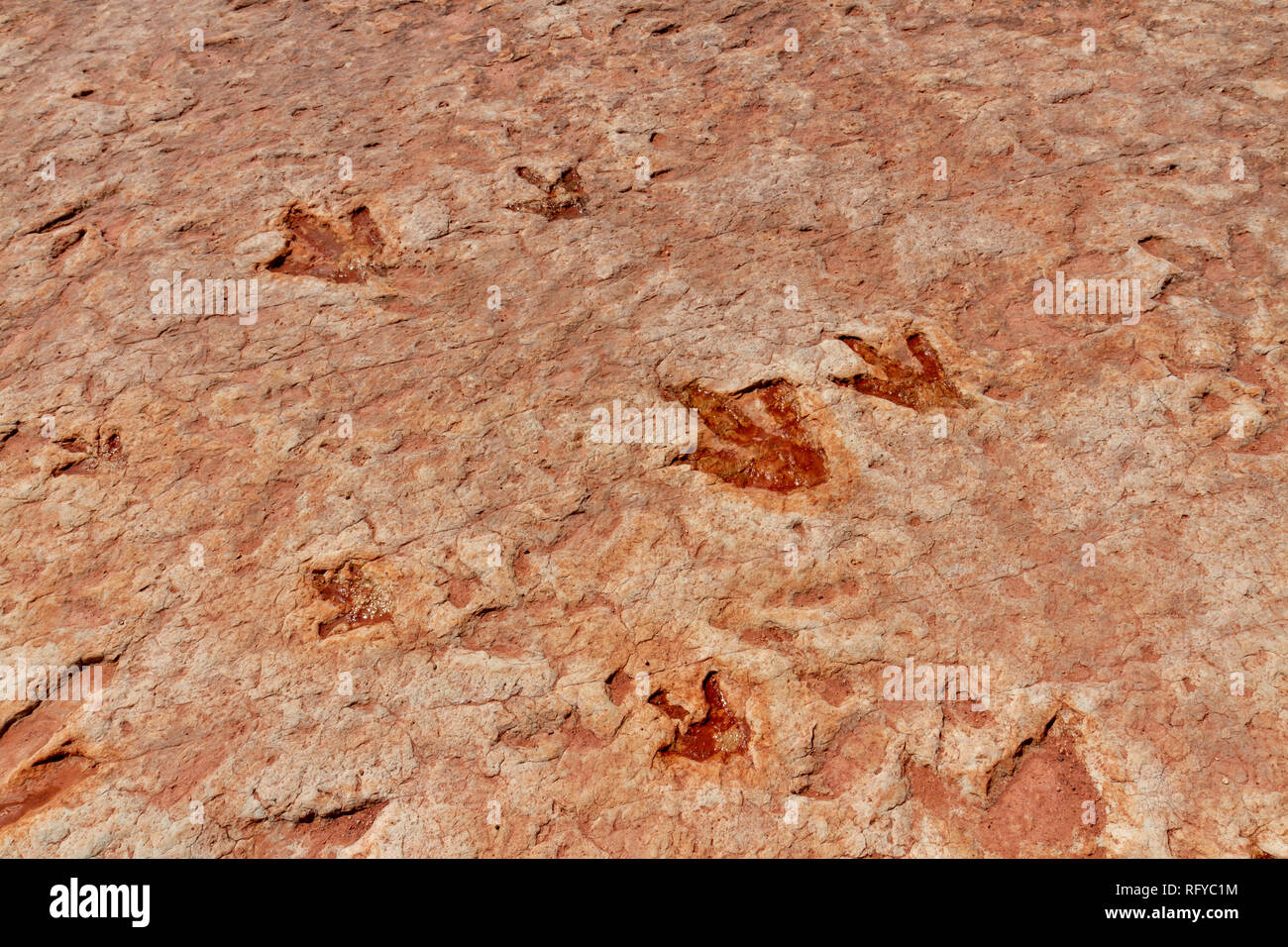 Three Toed Animal Prints