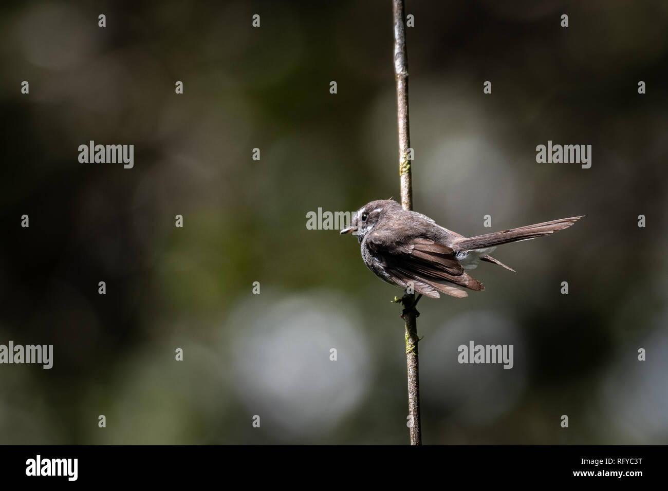Grey fantail, Rhipidura albiscapa, bird perched in rainforest at Mount ...