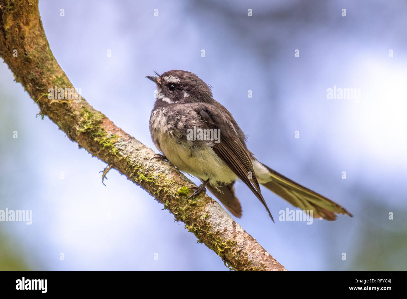 Grey fantail, Rhipidura albiscapa, bird perched in rainforest at Mount ...