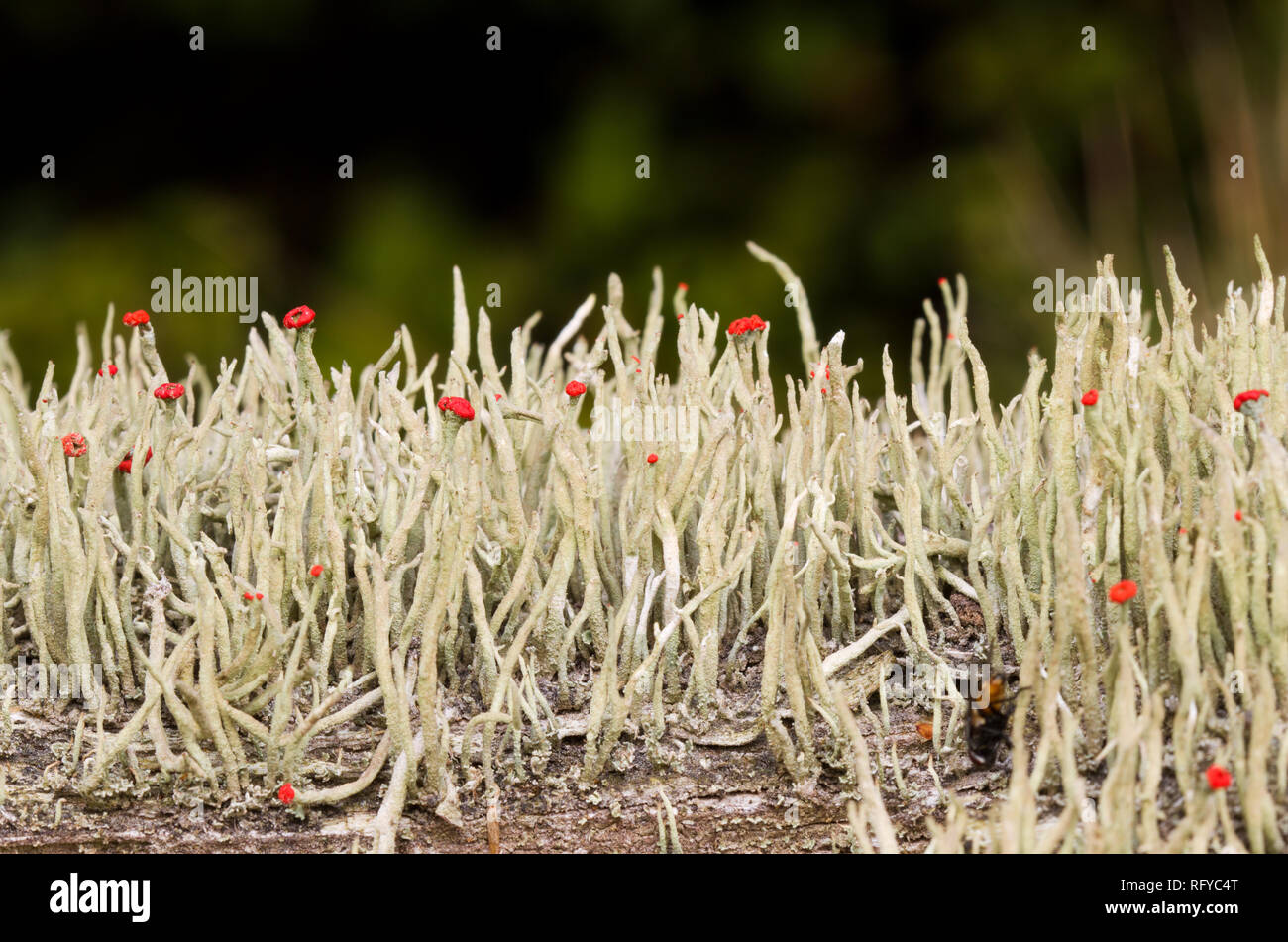Close-up of Devils Matchsticks lichens, grey with red head, covered ...