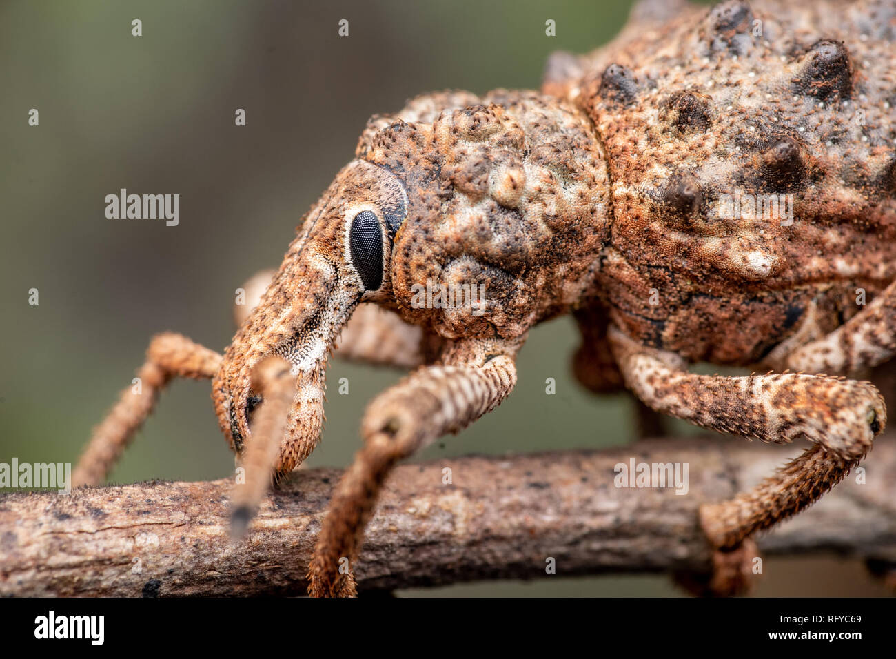 Broad-nosed weevil from the family CURCULIONIDAE, tropical rainforest ...