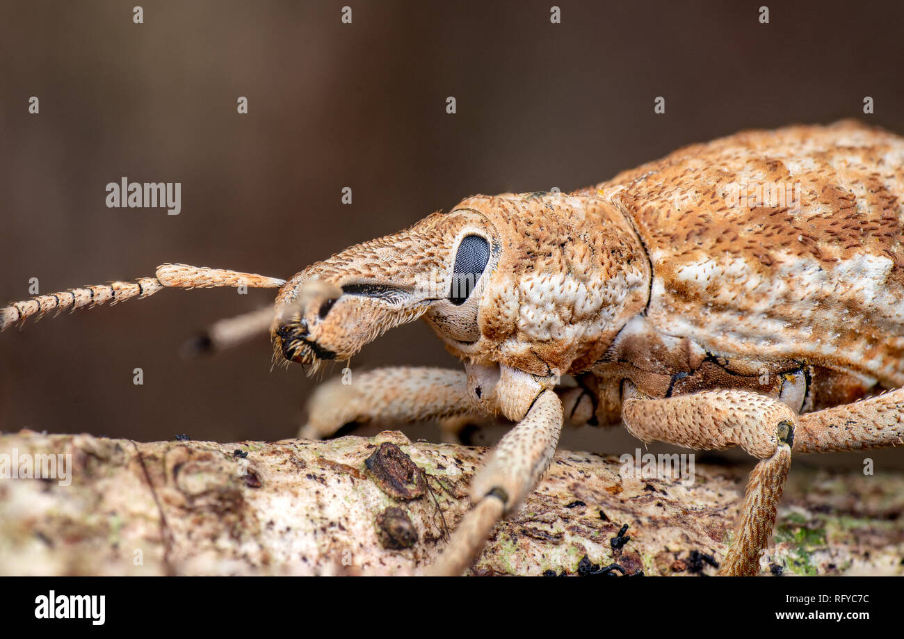 Broad-nosed weevil from the family CURCULIONIDAE, tropical rainforest ...