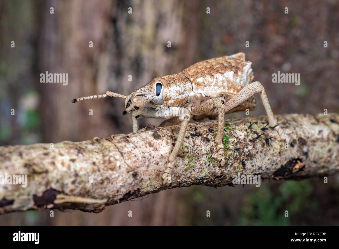 Broad-nosed weevil from the family CURCULIONIDAE, tropical rainforest ...