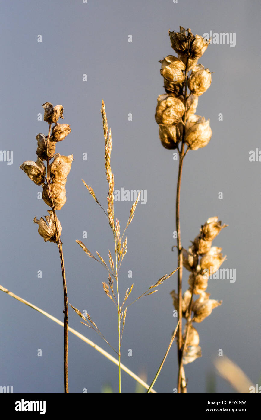 Yellow Rattle Capsule Seed Pods late July. Life cycle of a heme ...