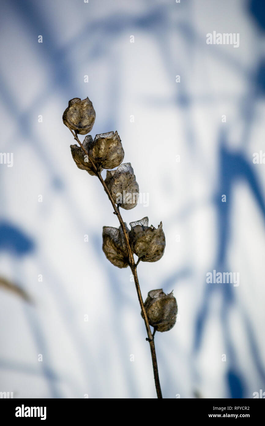 Yellow Rattle Capsule Seed Pods late July. Life cycle of a heme ...