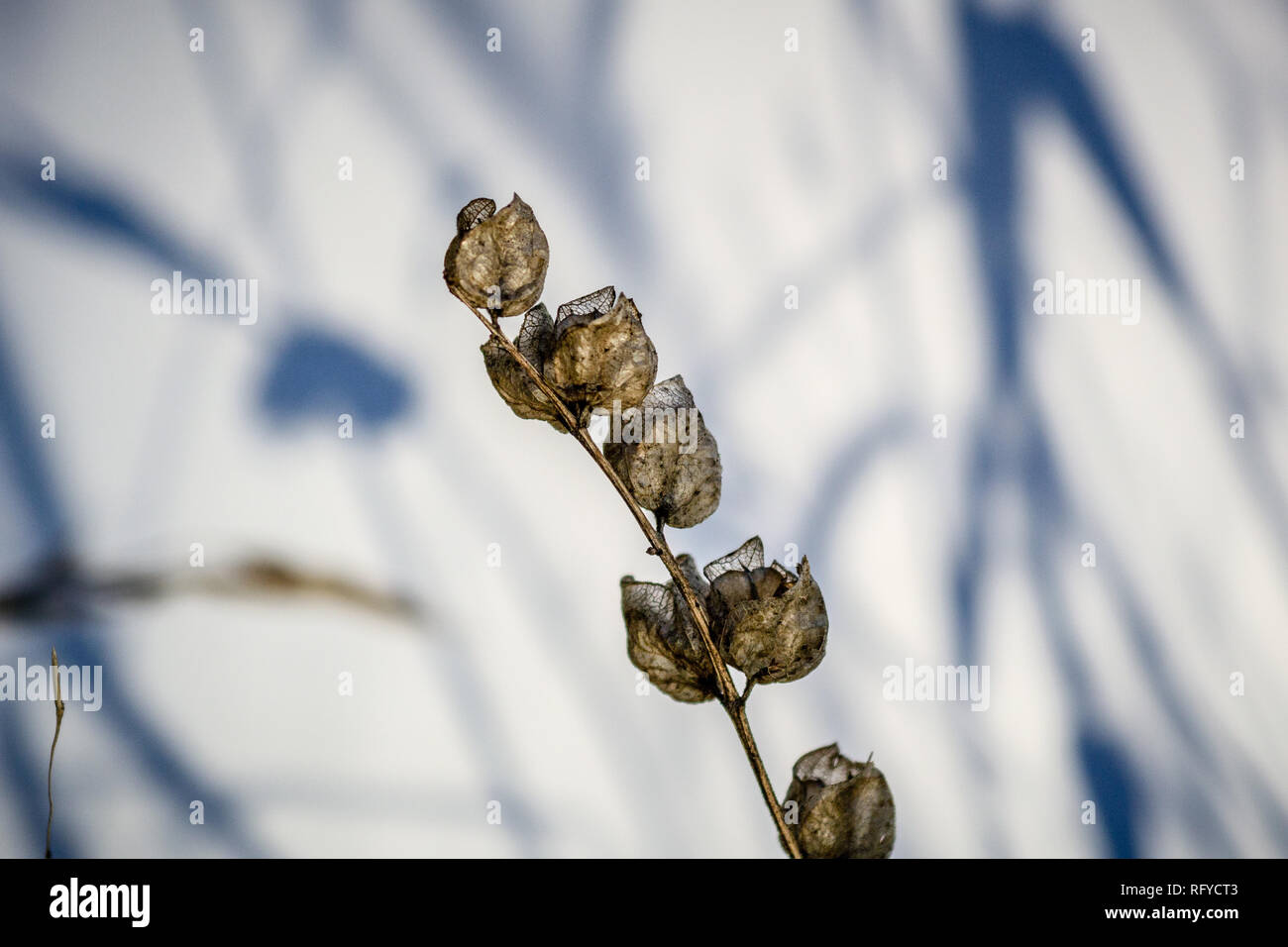 Yellow Rattle Capsule Seed Pods late July. Life cycle of a heme ...