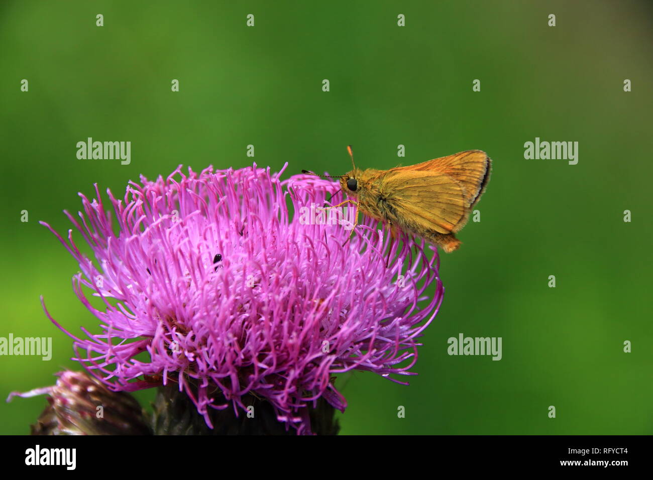 Orange purple wing hi-res stock photography and images - Alamy
