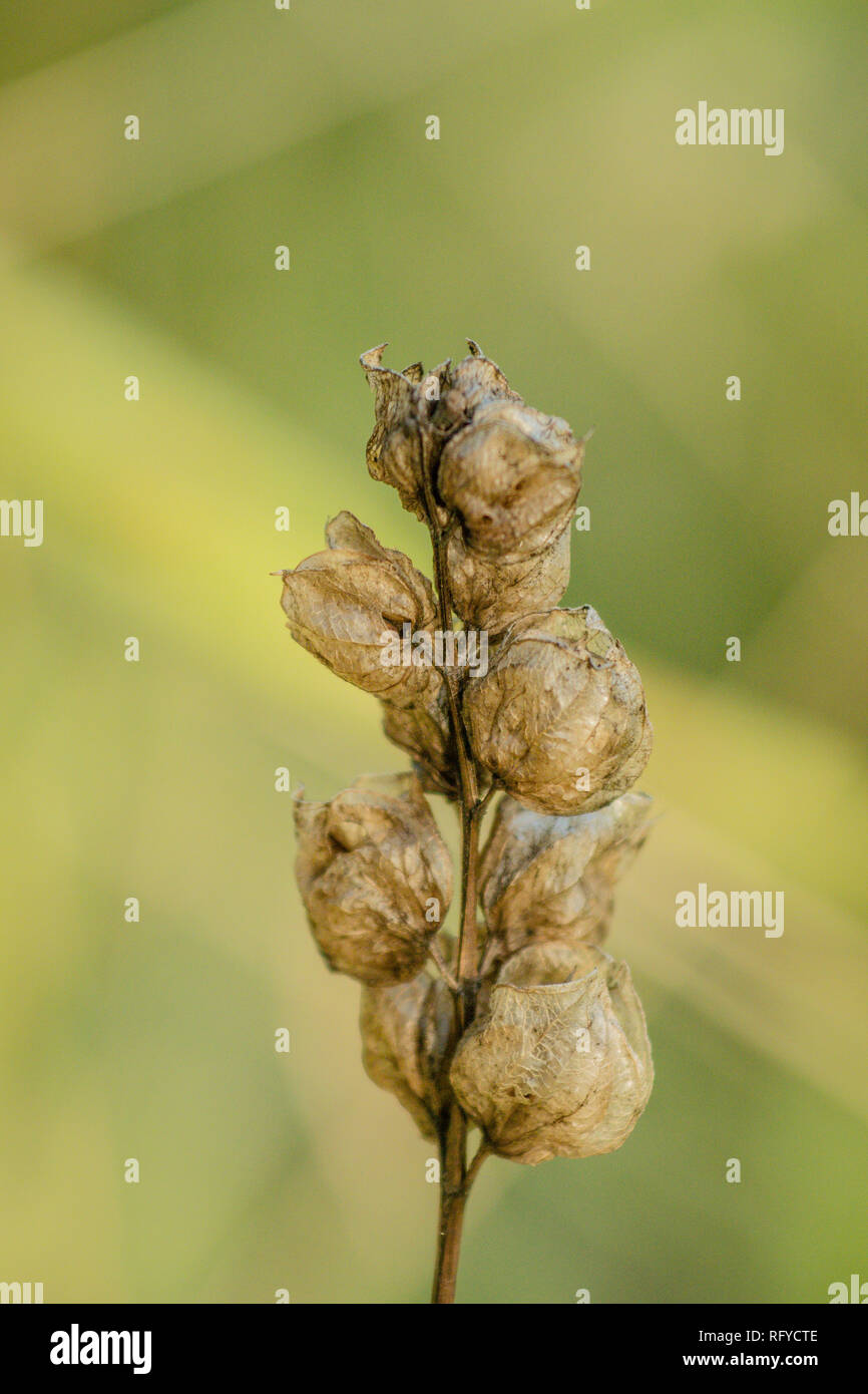 Yellow Rattle Capsule Seed Pods late July. Life cycle of a heme ...