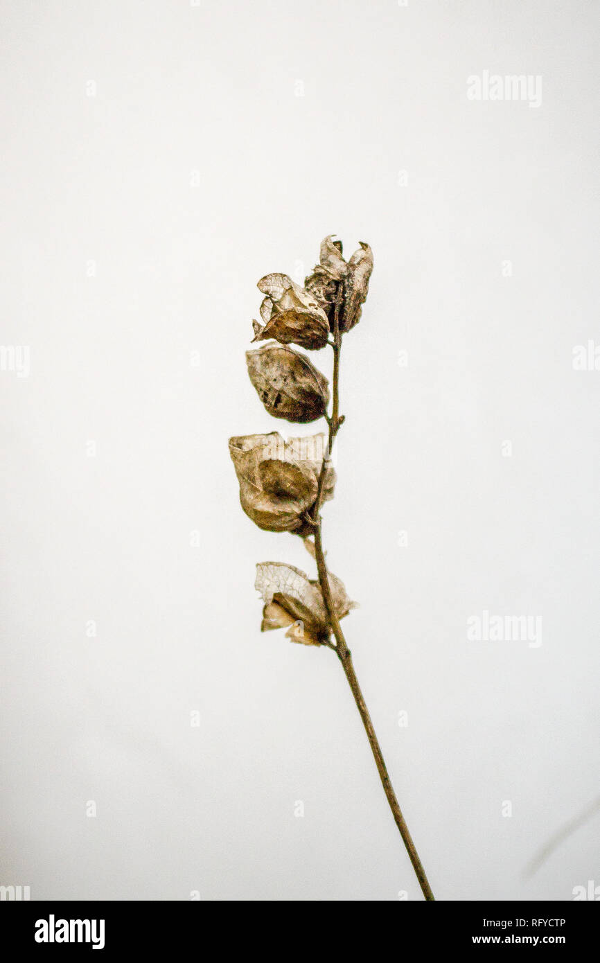 Yellow Rattle Capsule Seed Pods late July. Life cycle of a heme ...