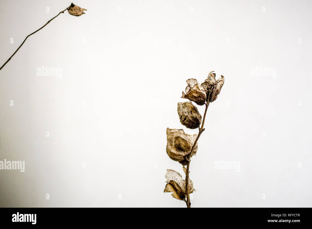 Yellow Rattle Capsule Seed Pods late July. Life cycle of a heme ...