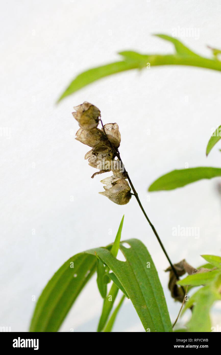 Yellow Rattle Capsule Seed Pods late July. Life cycle of a heme ...