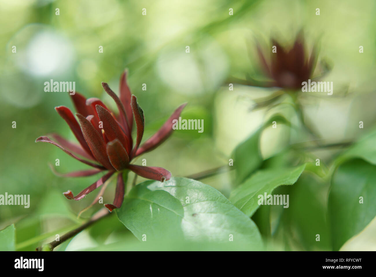 Calycanthus hi-res stock photography and images - Alamy