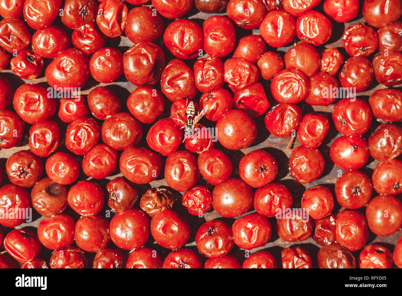 dried berries dry in the sun Stock Photo - Alamy