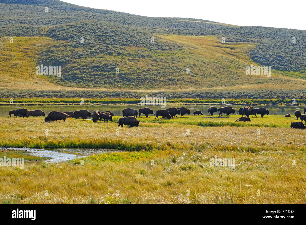 Yellowstone bison grass hi-res stock photography and images - Alamy