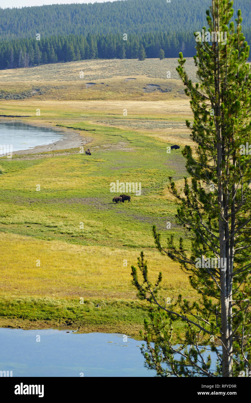Yellowstone bison grass hi-res stock photography and images - Alamy