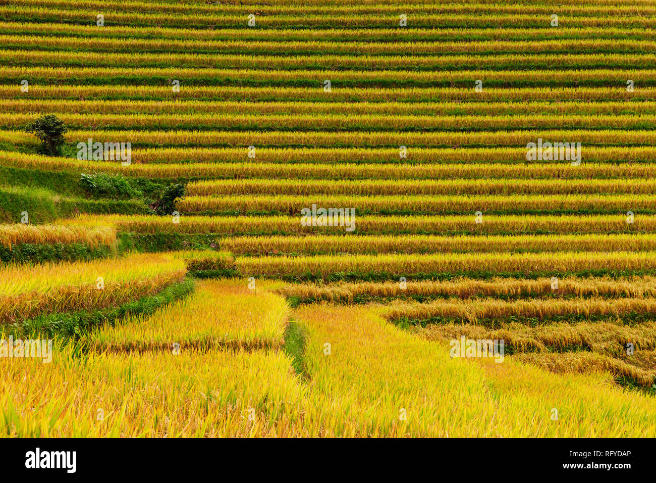 Sapa rice field hi-res stock photography and images - Alamy