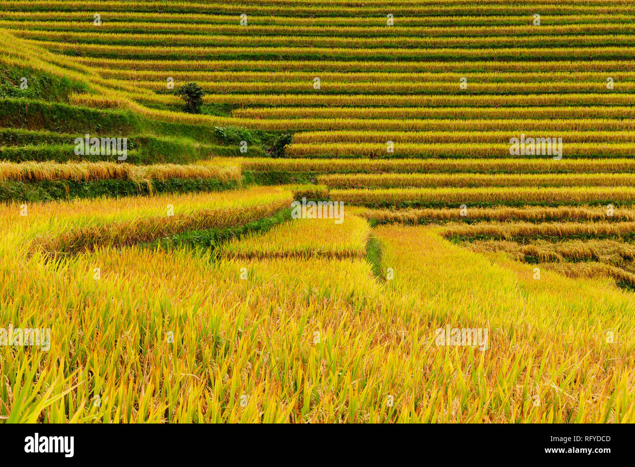 Vietnam rice terrace hi-res stock photography and images - Alamy