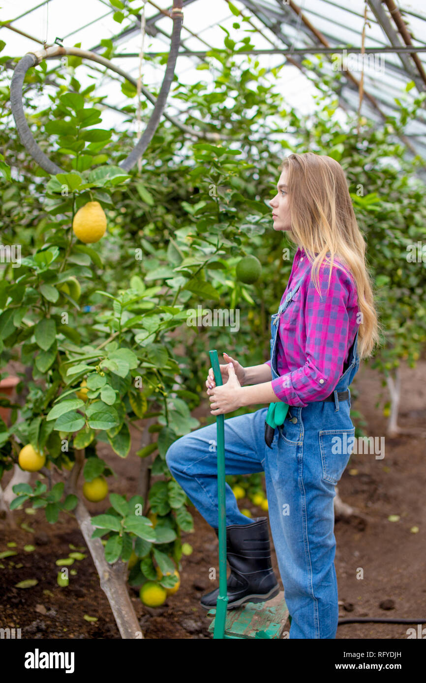 pensive attractive woman standing among lemon trees Stock Photo - Alamy
