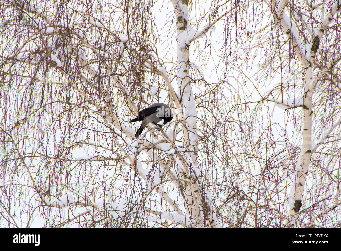crows on the tree in the winter, with snow in the background Stock ...