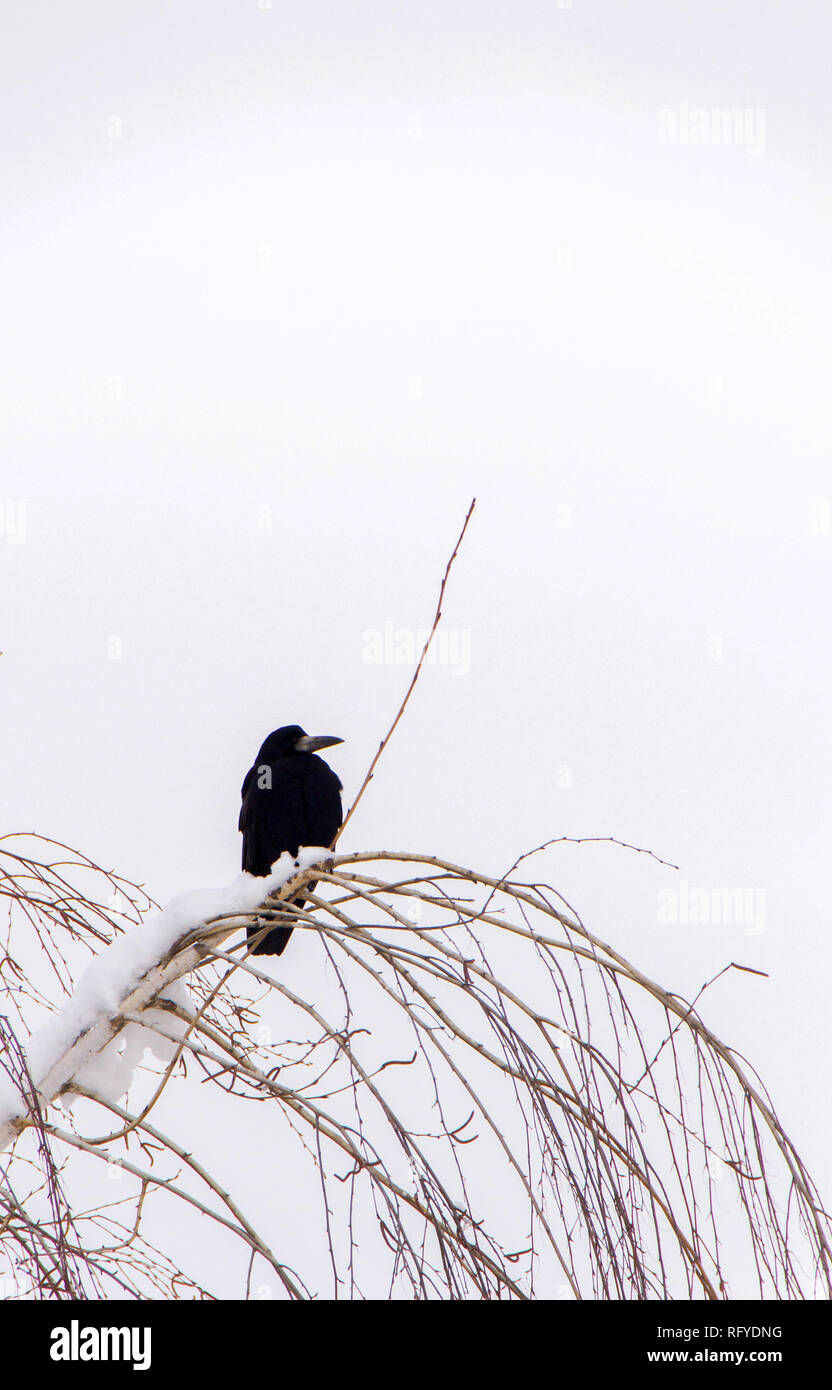 crows on the tree in the winter, with snow in the background Stock ...