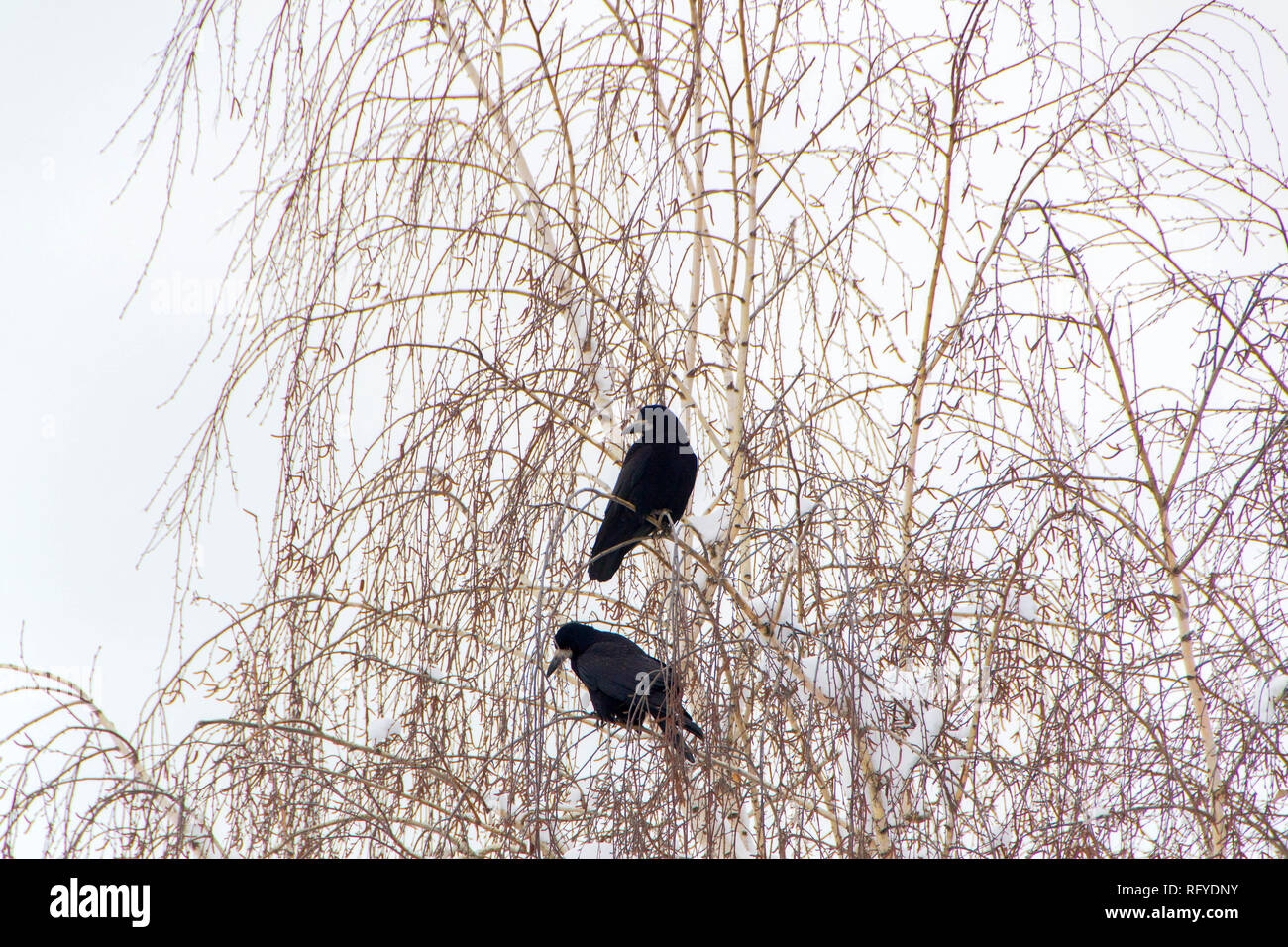 crows on the tree in the winter, with snow in the background Stock ...