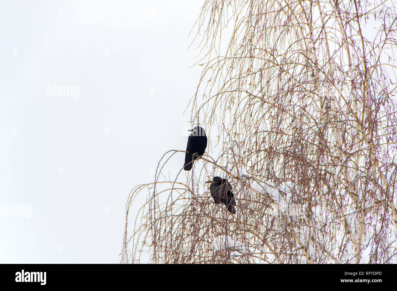 crows on the tree in the winter, with snow in the background Stock ...