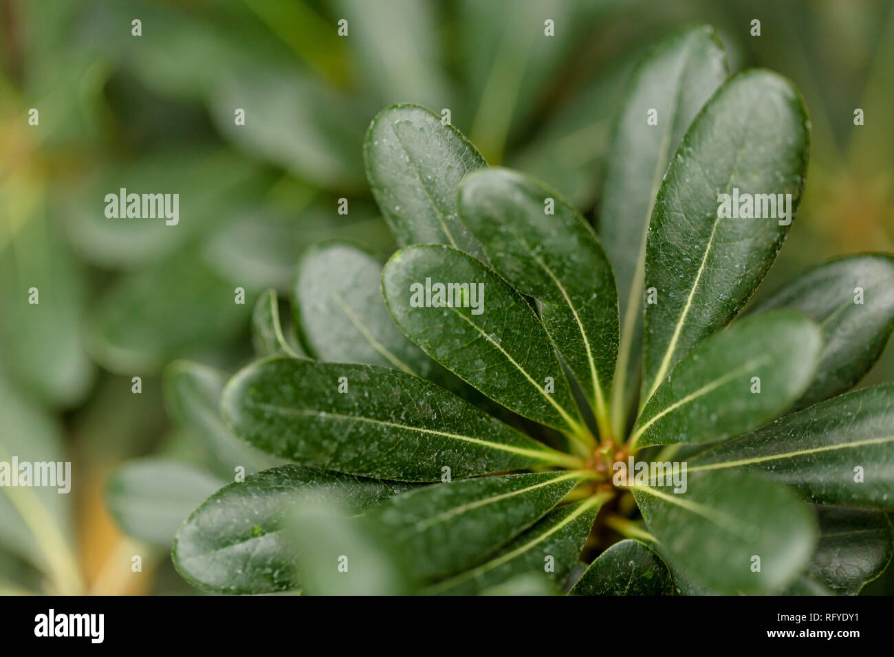 Fower pattern hi-res stock photography and images - Alamy