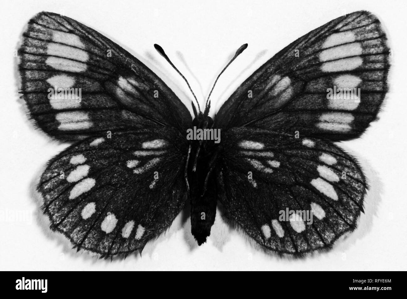 Theano High Resolution Stock Photography and Images - Alamy