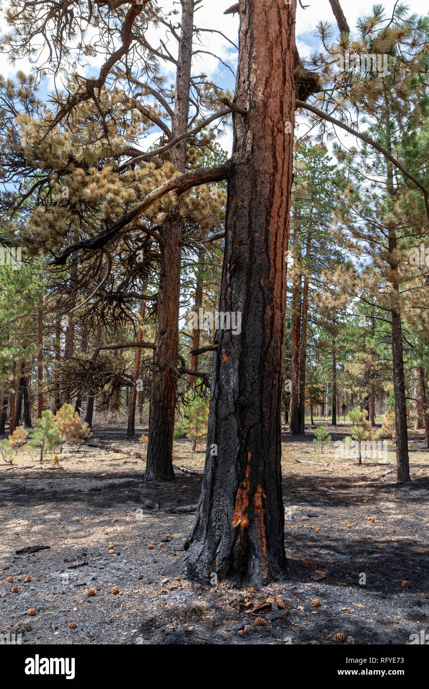 Fire damage beside a footpath close to Vista Encantada viewpoint, Grand ...