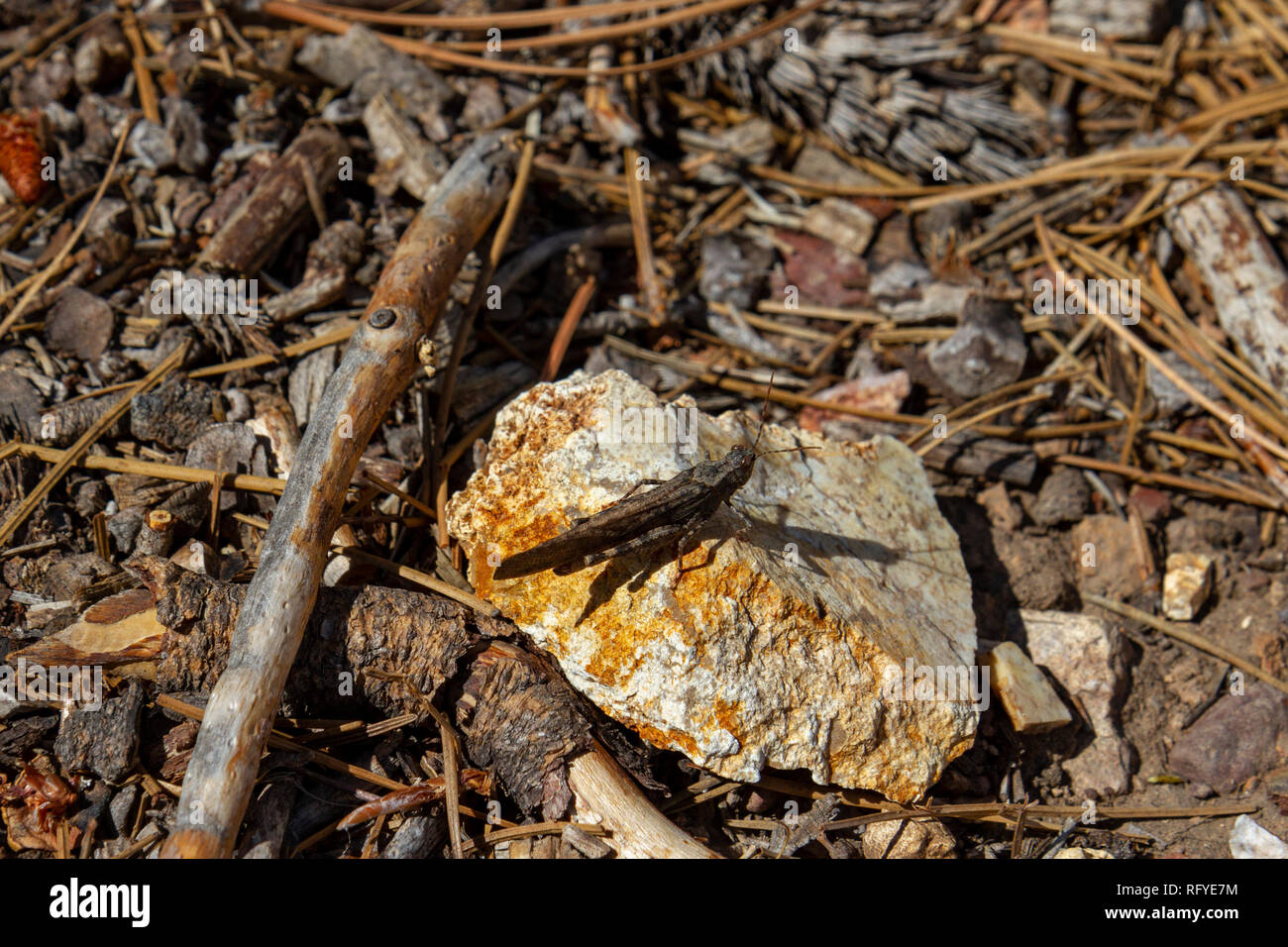 A locust/grasshopper (Carolina Locust (Dissosteira carolina)?)Grand ...